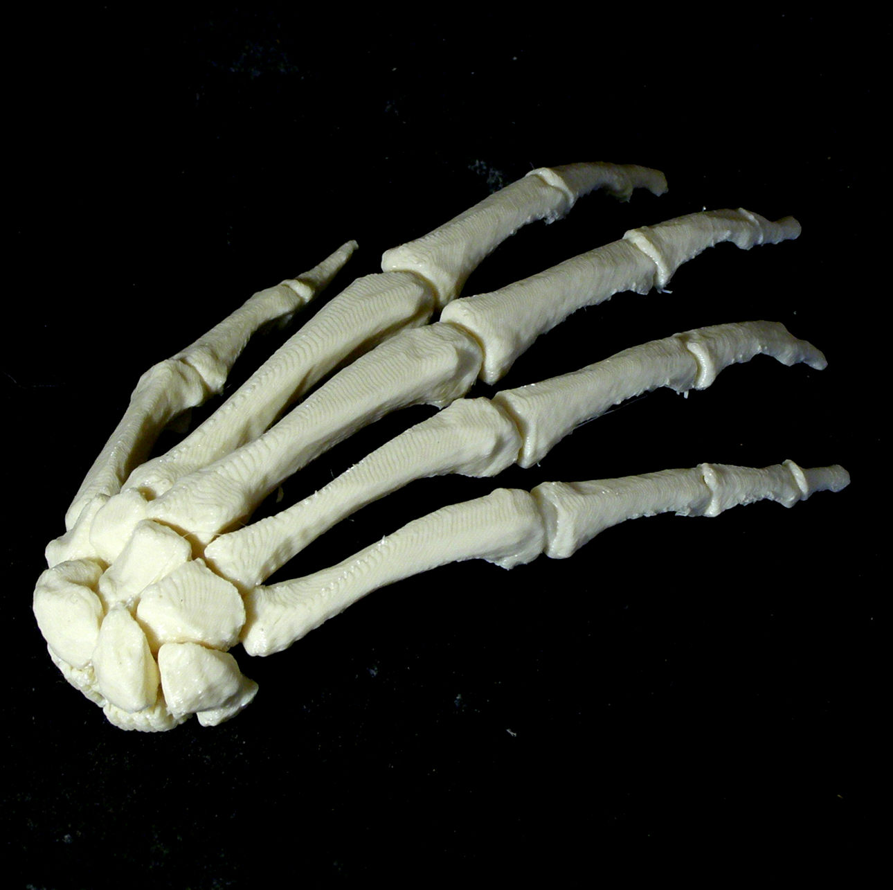 3D Printable Bone - Hand - Right by Dario Baldi