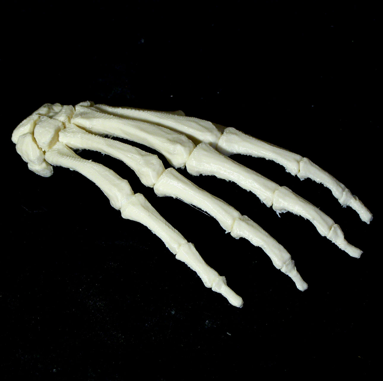 3D Printable Bone - Hand - Right by Dario Baldi