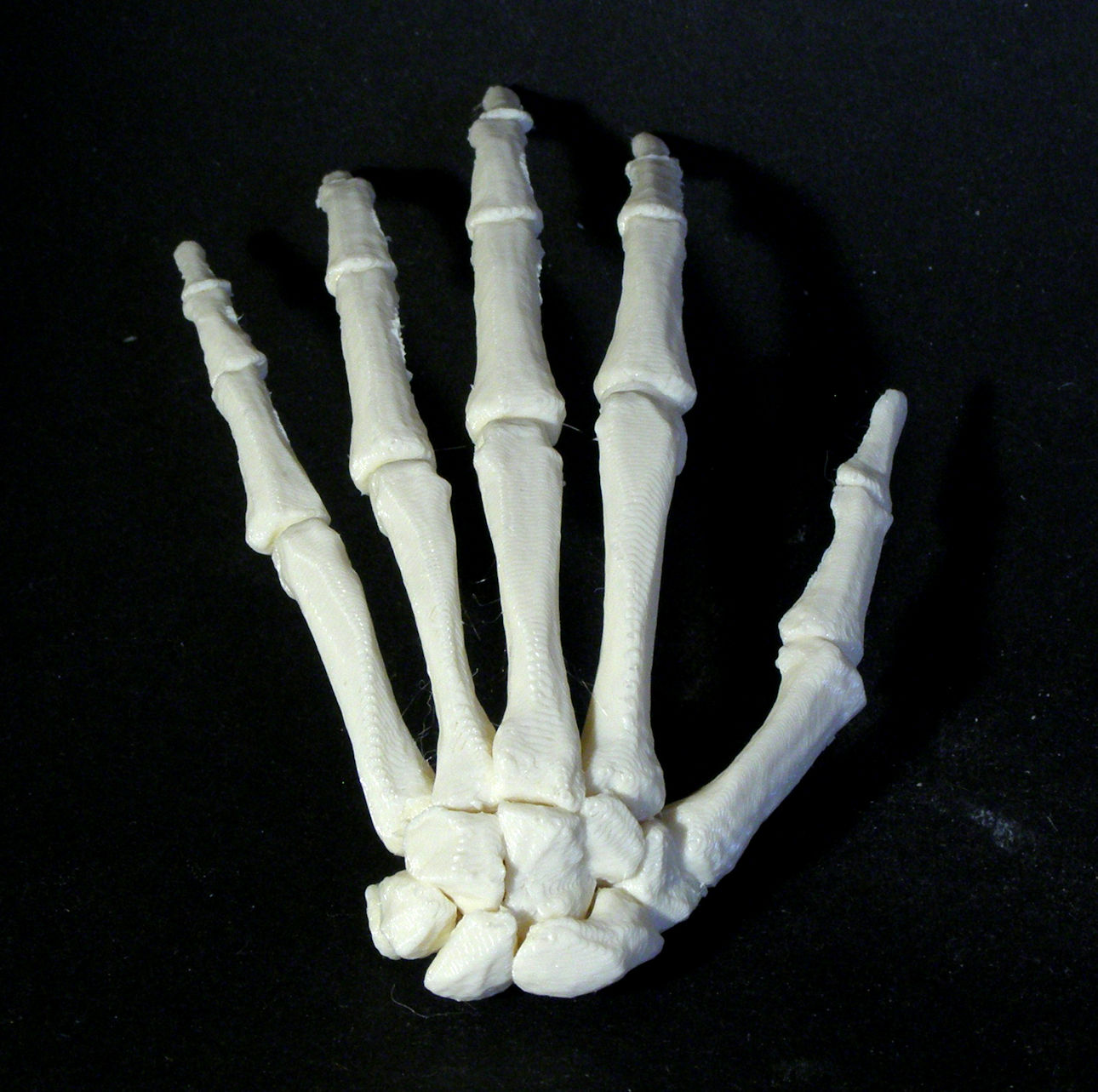 3D Printable Bone - Hand - Left by Dario Baldi