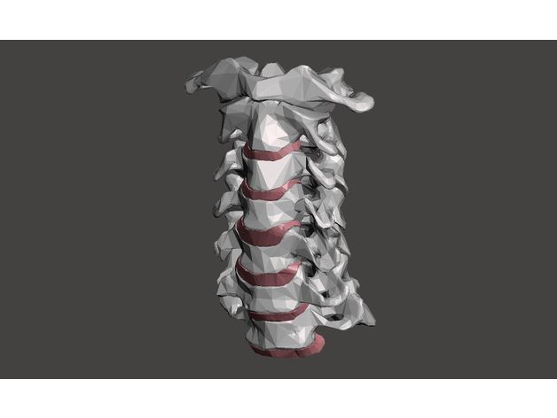 3D Printable Cervical vertebrae by Dario Baldi