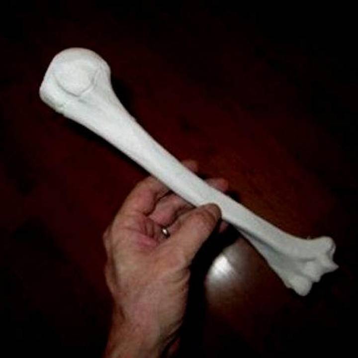3D Printable Humerus Bone -Right Human Upper Arm by Guy McCann
