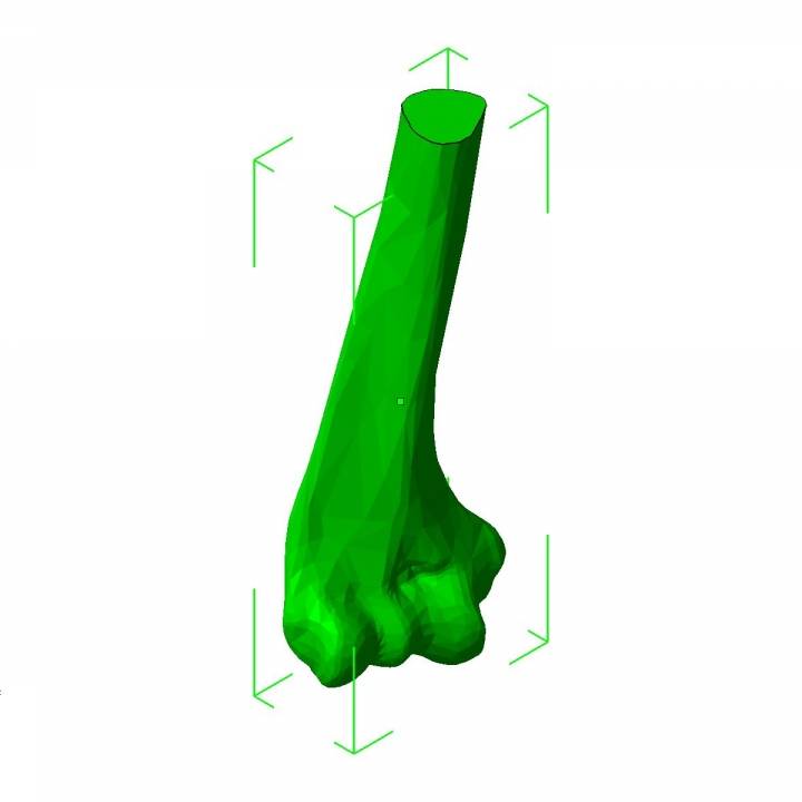 3D Printable Humerus Bone -Right Human Upper Arm by Guy McCann