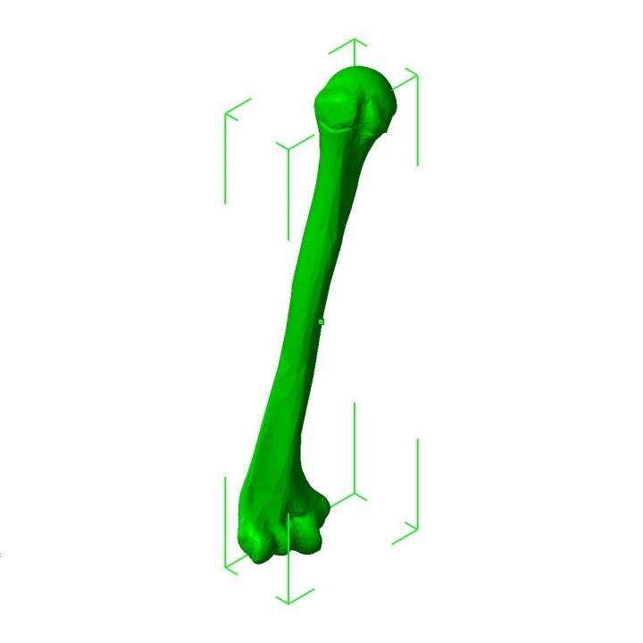 3D Printable Humerus Bone -Right Human Upper Arm by Guy McCann