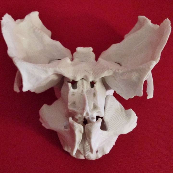 3D Printable Face - Partial Skeleton Human Full-Scale 1:1 by Guy McCann