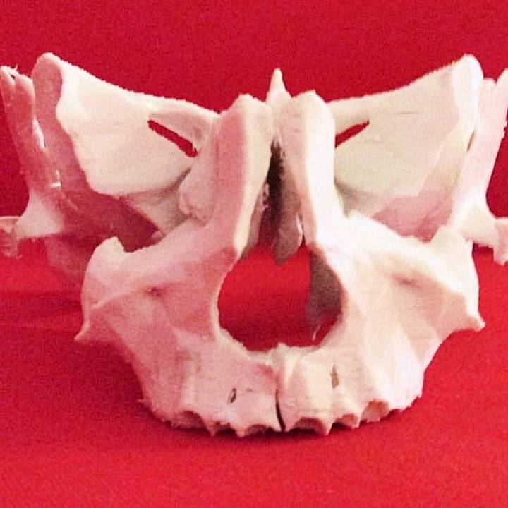 3D Printable Face - Partial Skeleton Human Full-Scale 1:1 by Guy McCann