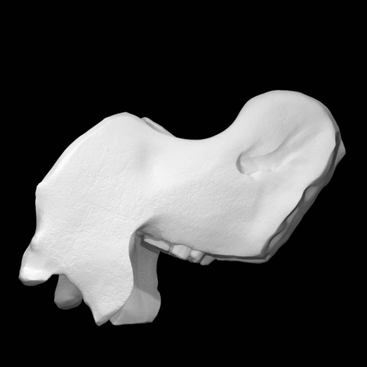 3D Printable Dugong Skull by Scan The World