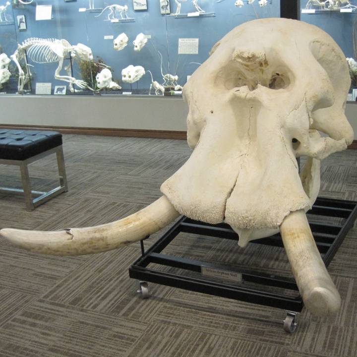3D Printable African Forest Elephant Skull by Scan The World