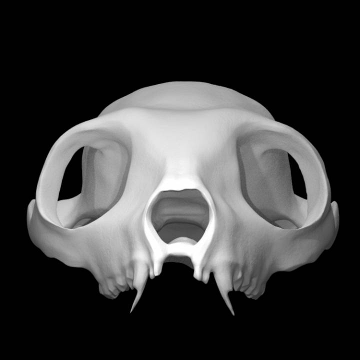 3D Printable Indri Lemur Skull by Scan The World