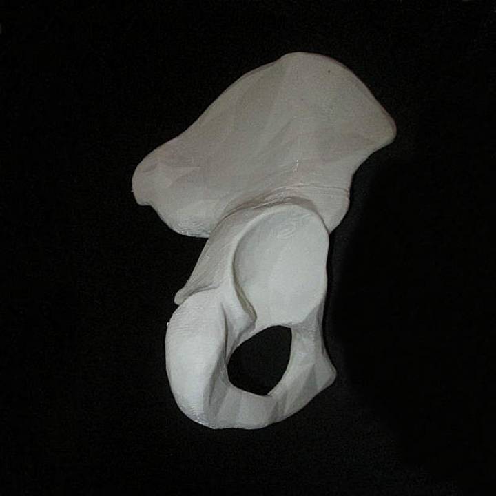 3D Printable Human Hip Bone, Right Full-Scale by Guy McCann
