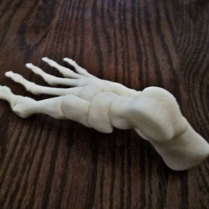 3D Printable Foot, Right Human Fully assembled by Guy McCann