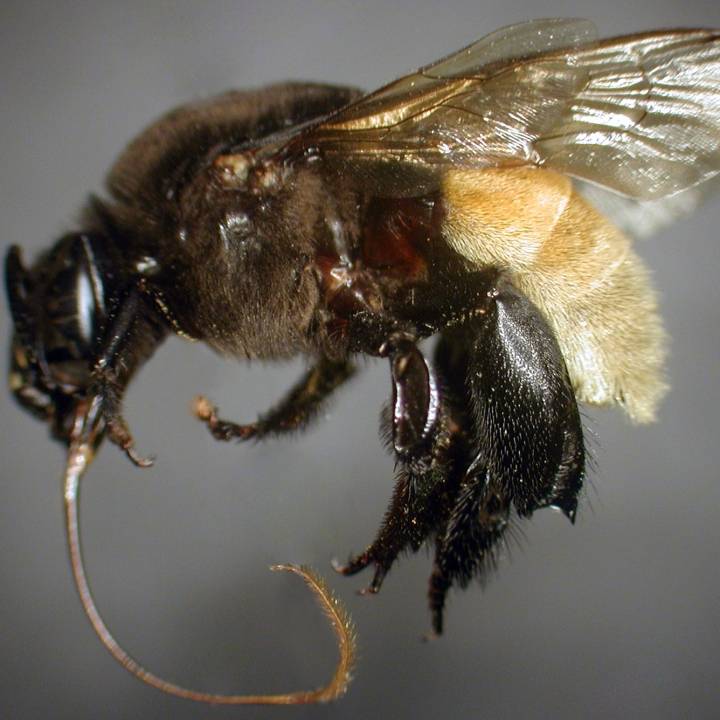 3D Printable Eulaema Meriana Bee by Smithsonianus