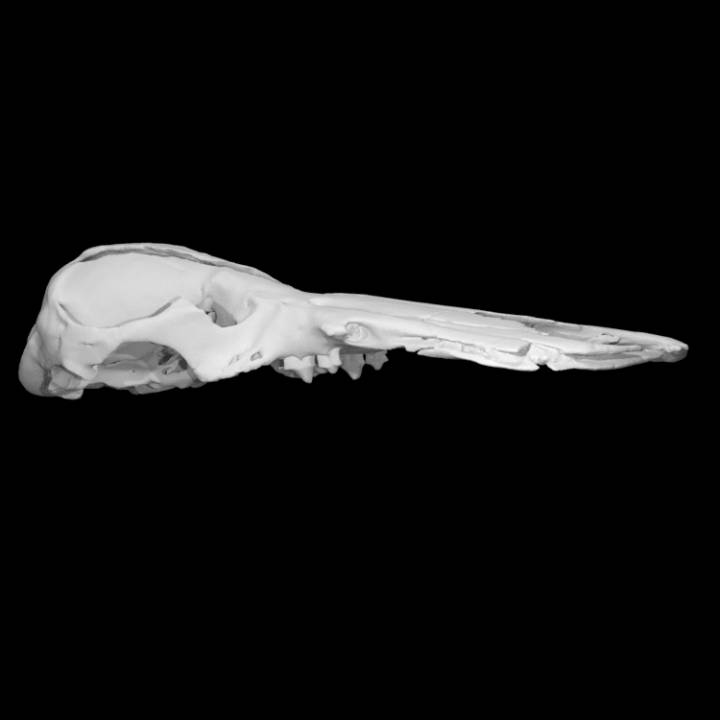 3D Printable Obdurodon dicksoniFossil, Fossil Platypus by Digimorphus