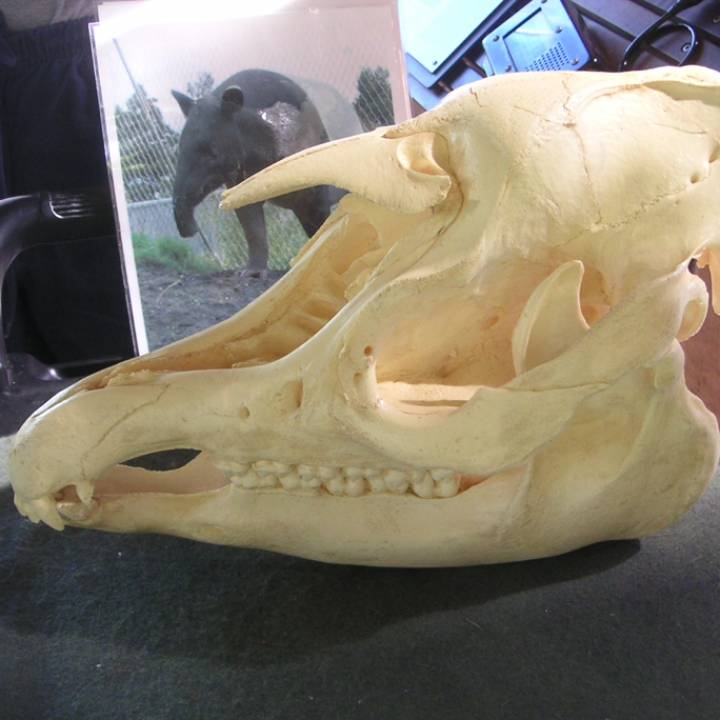 3D Printable Tapirus indicus, Asian Tapir by Digimorphus