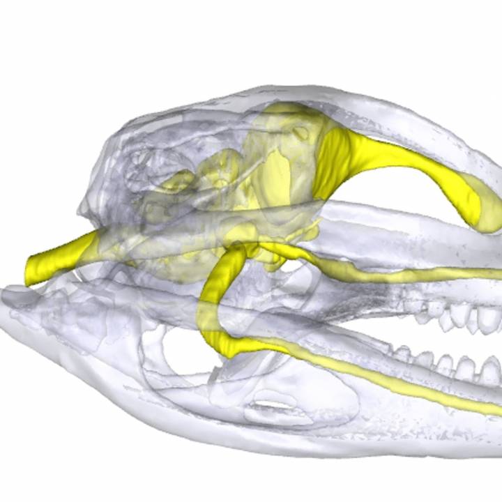 3D Printable Crocodile Brain by CogniJuinor