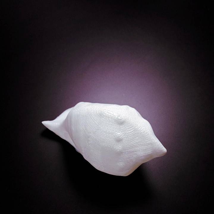 3D Printable Sea Shell by mezanu