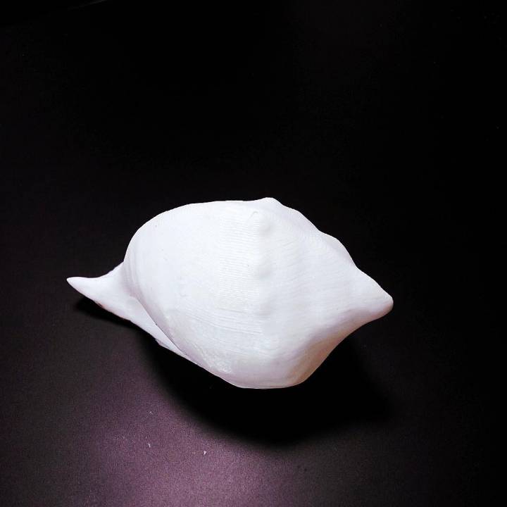 3D Printable Sea Shell by mezanu