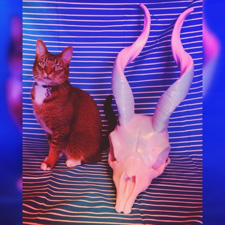 3D Printable Markhor Skull by glar