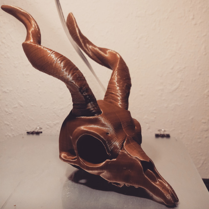 3D Print of Markhor Skull by MuddBlood