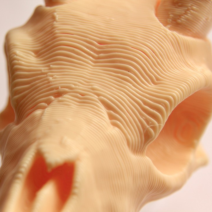 3D Print of Markhor Skull by Txo