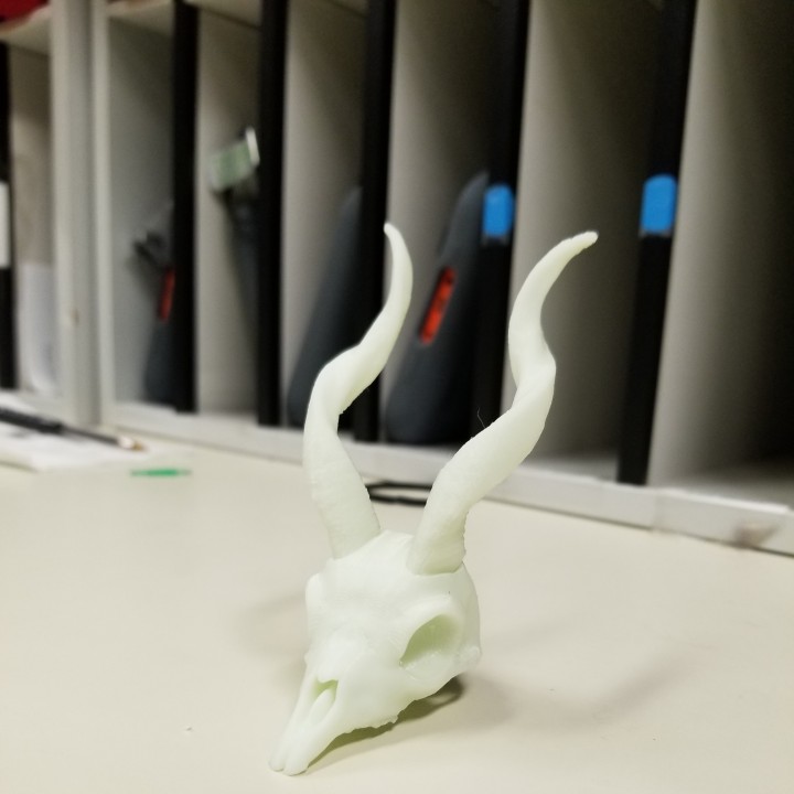 3D Print of Markhor Skull by TylerPublicLibrary