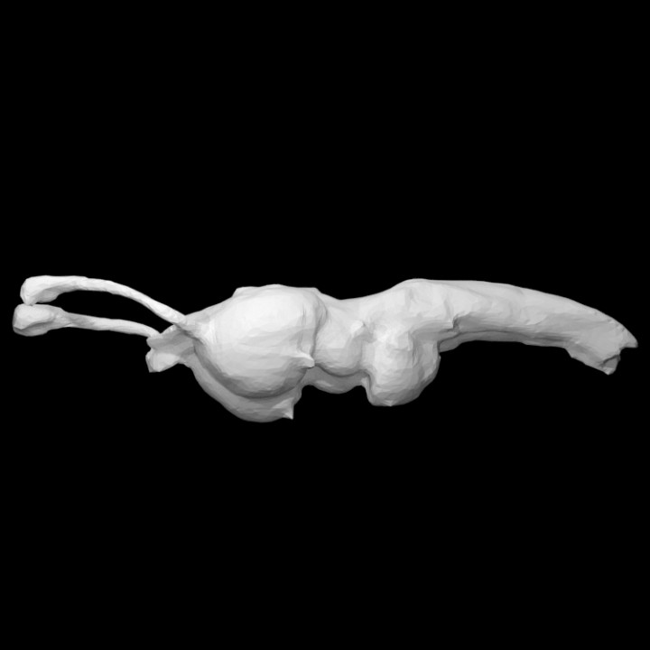 3D Printable Nile Crocodile Brain by Scan The World