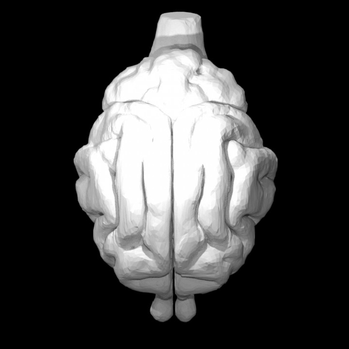 3D Printable Cat Brain by Scan The World