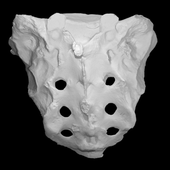 3D Printable Human Skeleton Sacrum Bone, High Resolution Anatomy Scan ...