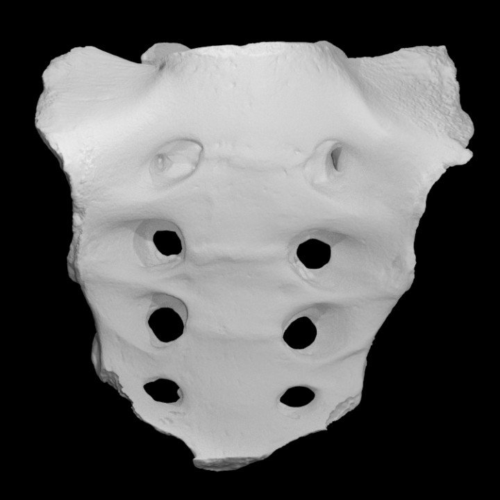 3D Printable Human Skeleton Sacrum Bone, High Resolution Anatomy Scan ...