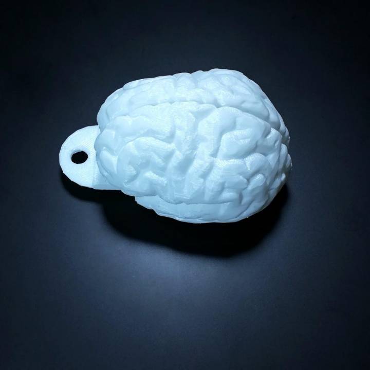 3D Printable Brain keychain by abstract corp