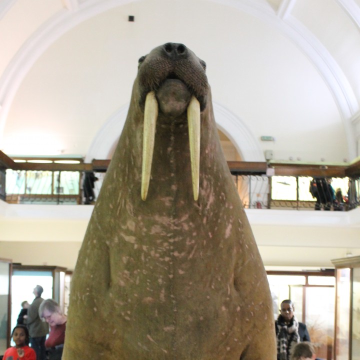 3D Printable Walrus by Horniman Museum