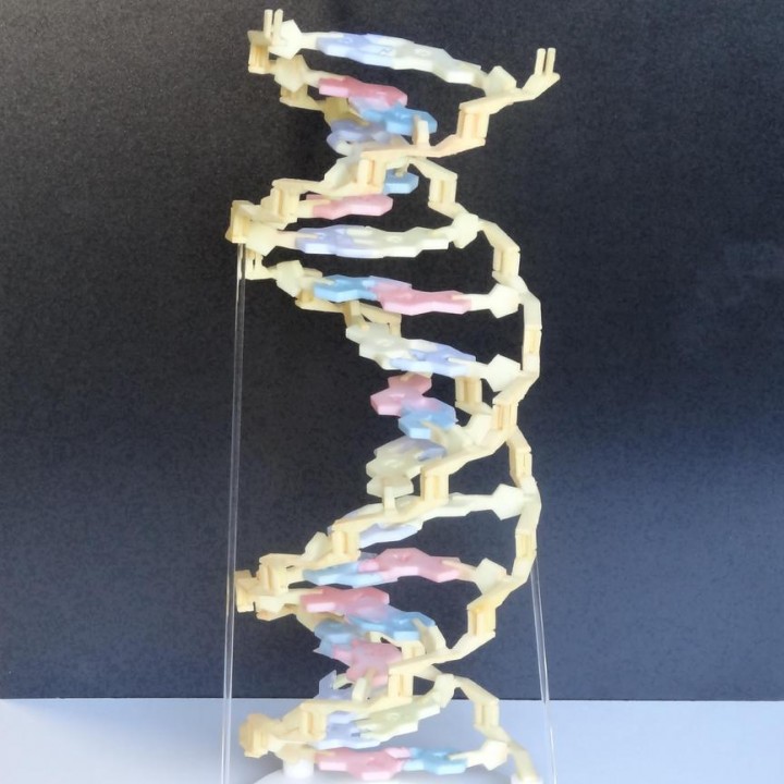 3D Printable DNA Construction Set by Stuart Ferguson