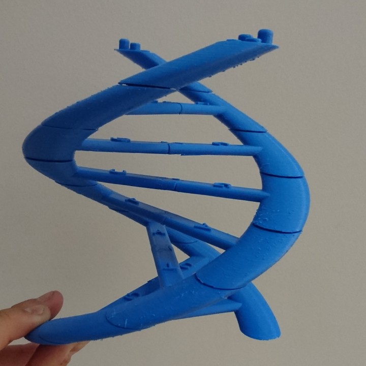 3D Printable 3DNA Structure Model/Puzzle by Colton Hunt