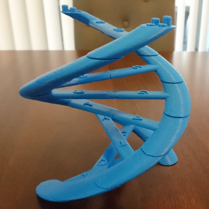 3D Printable 3DNA Structure Model/Puzzle by Colton Hunt