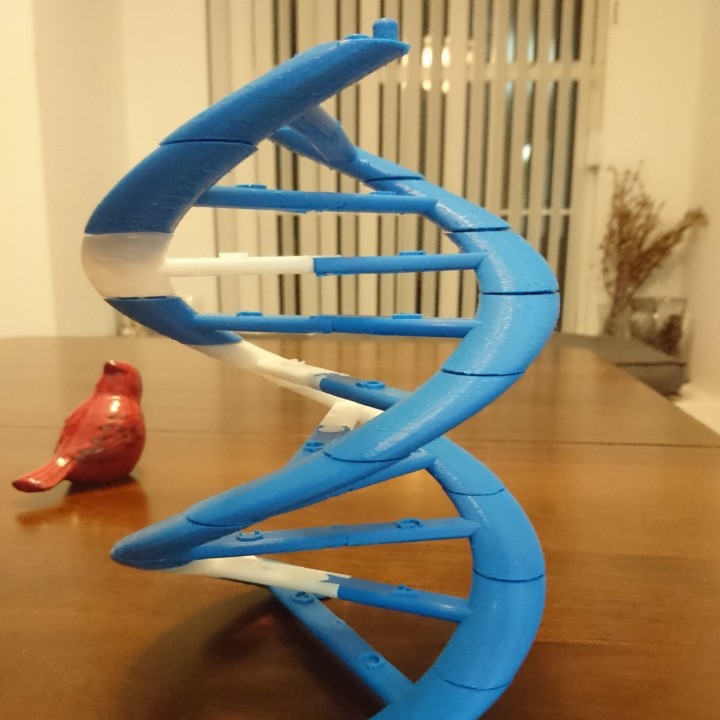 3D Printable 3DNA Structure Model/Puzzle by Colton Hunt