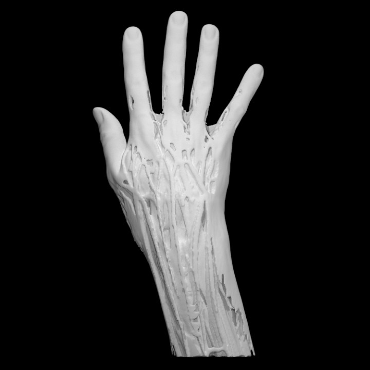 3D Printable Hand muscles by Scan The World