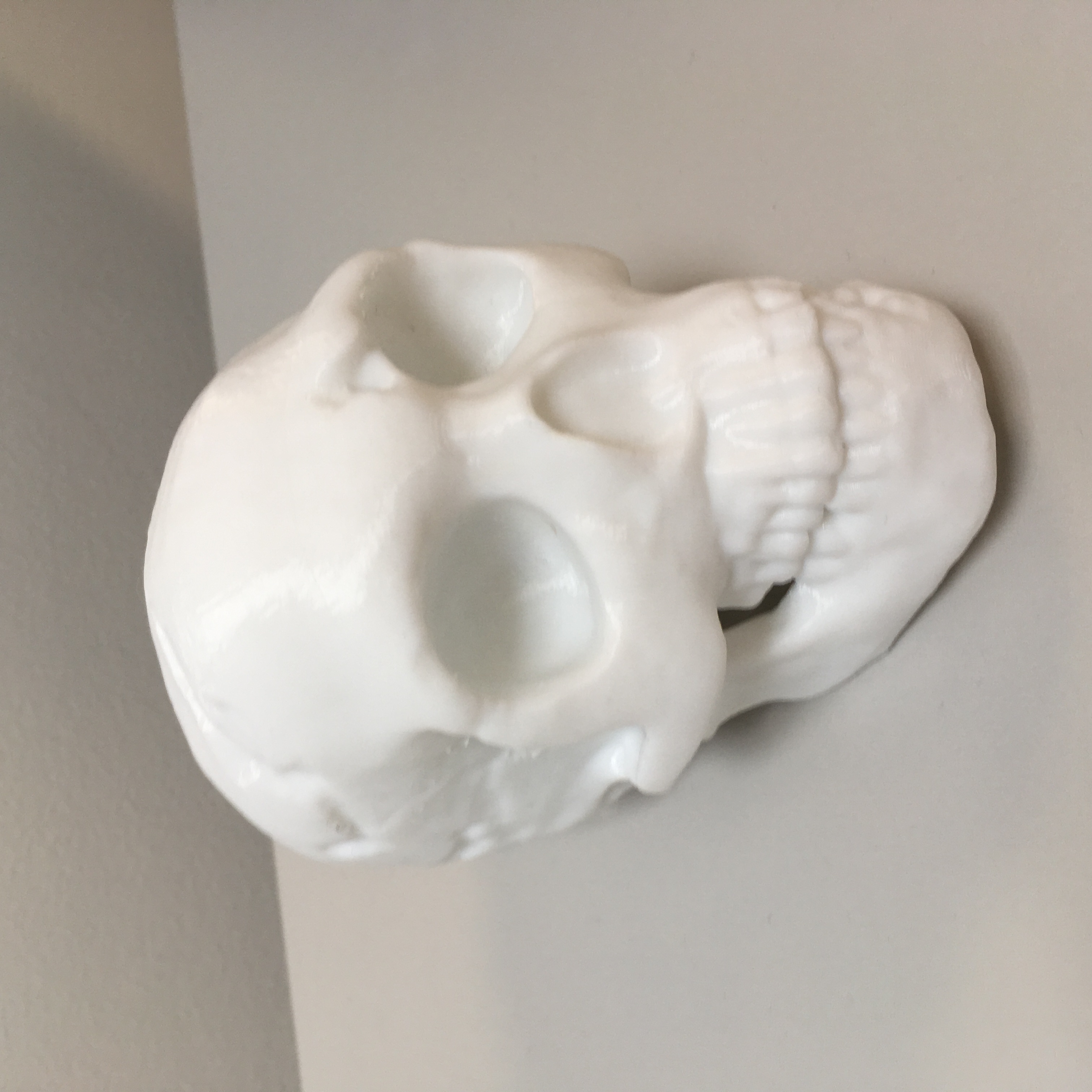 3D Printable Neanderthal skull by Anatomical Museum