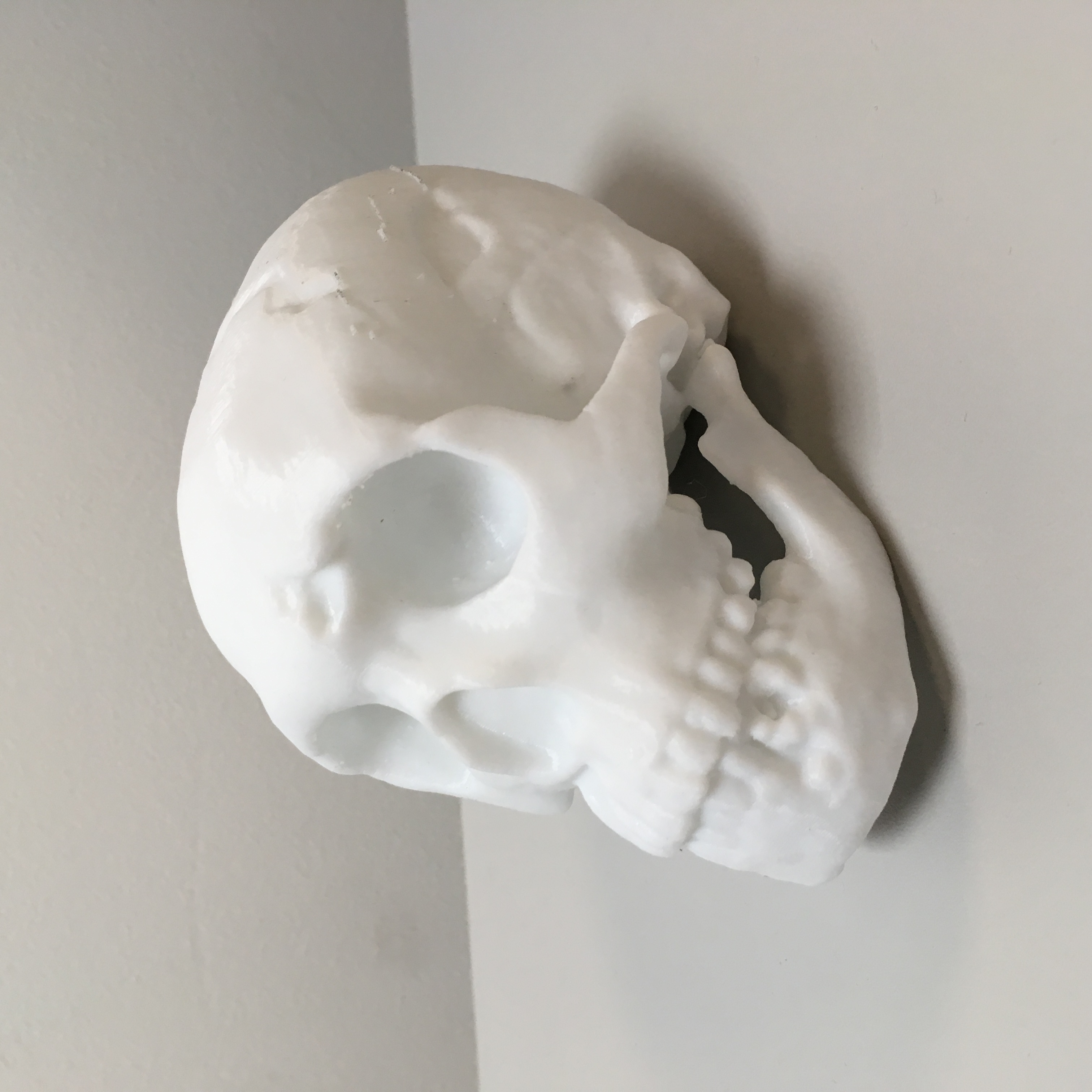 3D Printable Neanderthal skull by Anatomical Museum