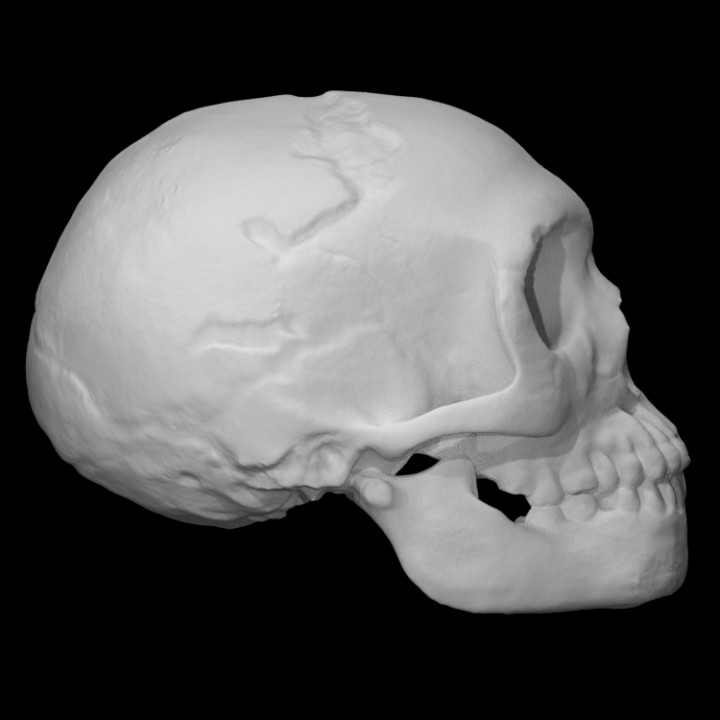 3D Printable Neanderthal skull by Anatomical Museum