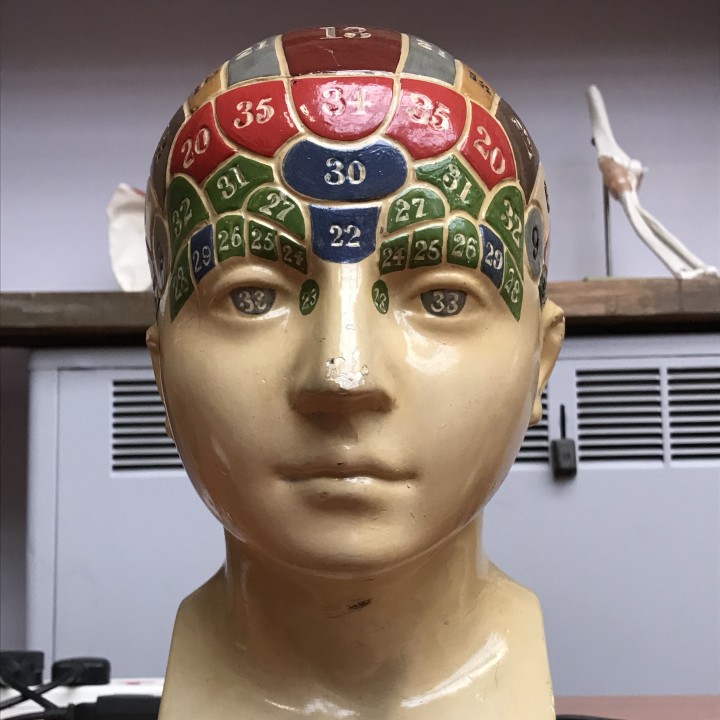 3D Printable Phrenological Glazed Head by Anatomical Museum