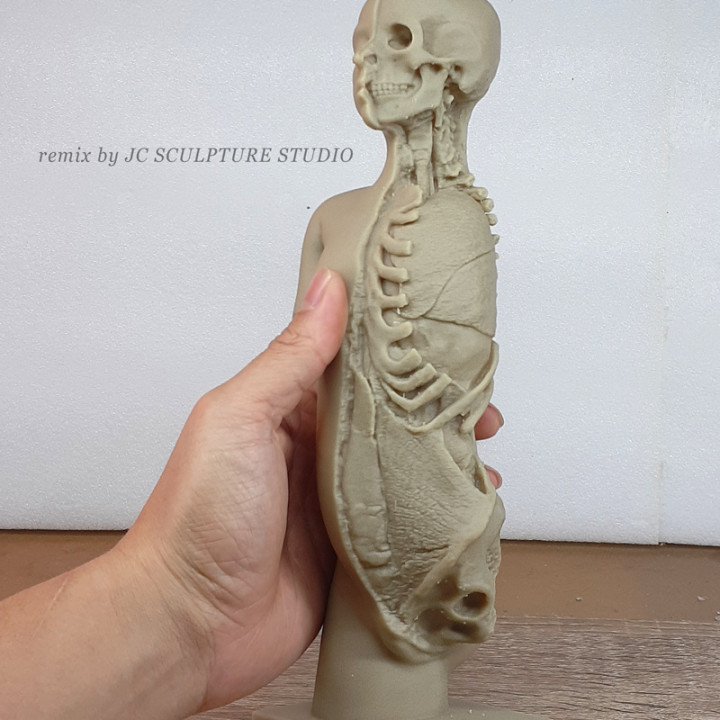 3D Print of Plaster model of torso and head, showing partial dissection ...