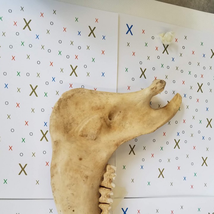 3D Printable Buffalo Jawbone Scan - Native American Weapon by Chris ...