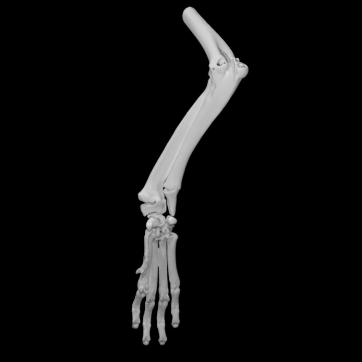3D Printable Front leg of a dog by Scan The World