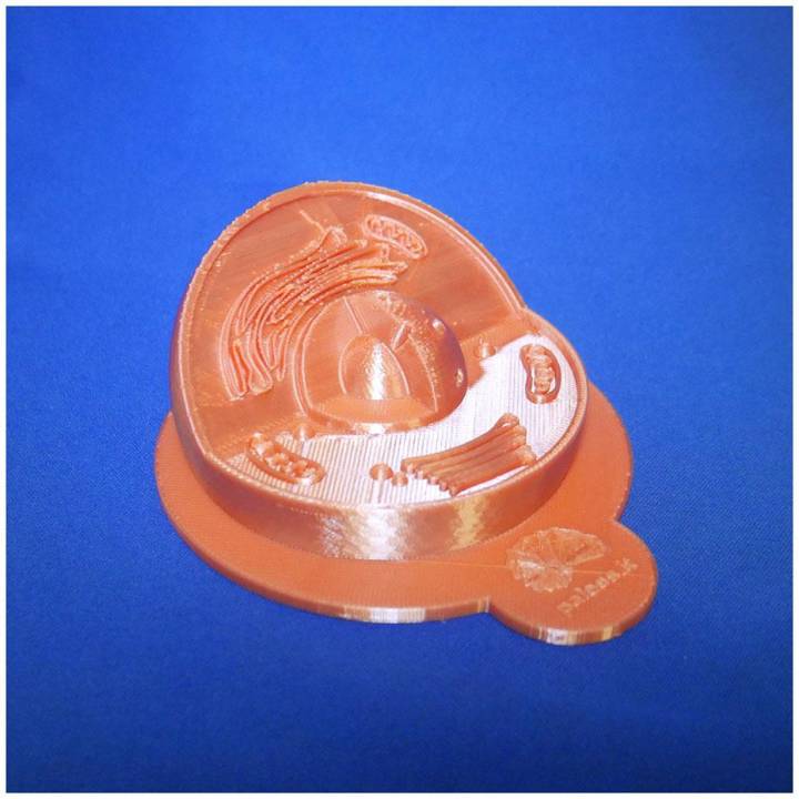 3D Printable Animal Cell by David Portelli