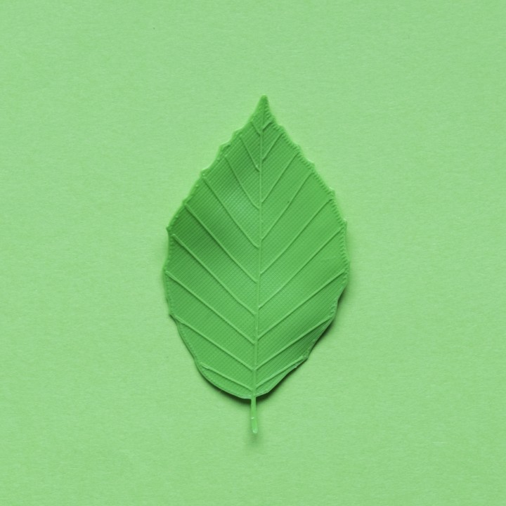 3D Printable Beech tree leaf by David Bogataj