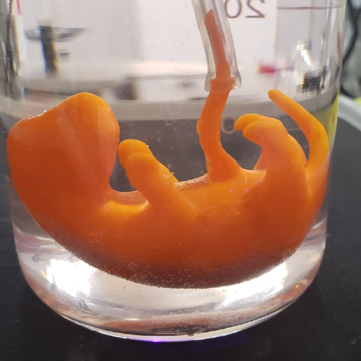 3D Printable Cute Lil Embryo by Frederico David Sena