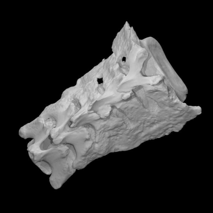 3D Printable Mammoth sacrum by Scan The World