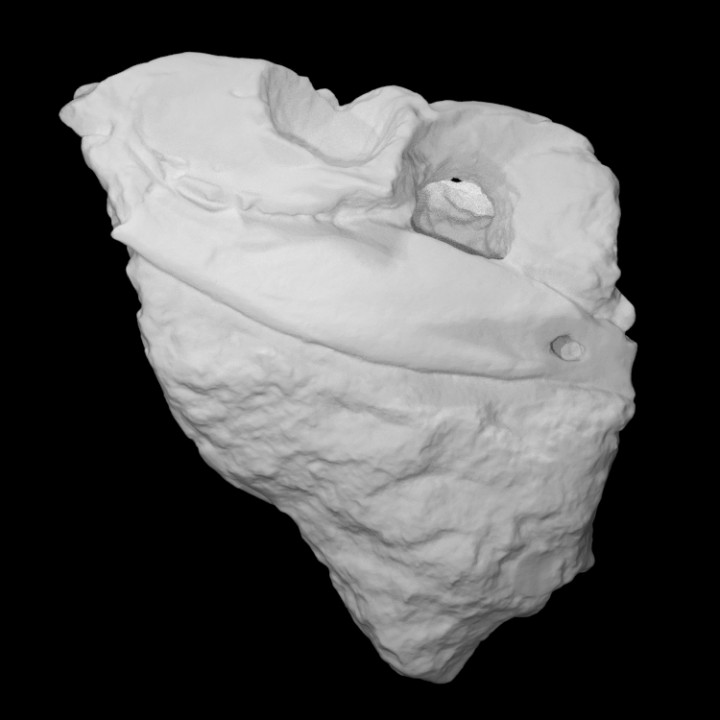 3D Printable Rhynchosaur skull by Fossils in Shropshire