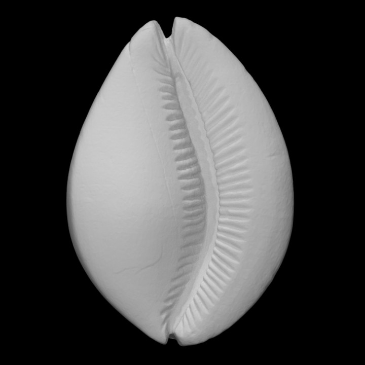 3D Printable Carved shell by MNHNChile