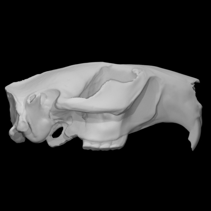 3D Printable American Beaver specimen 01 : female by University of ...