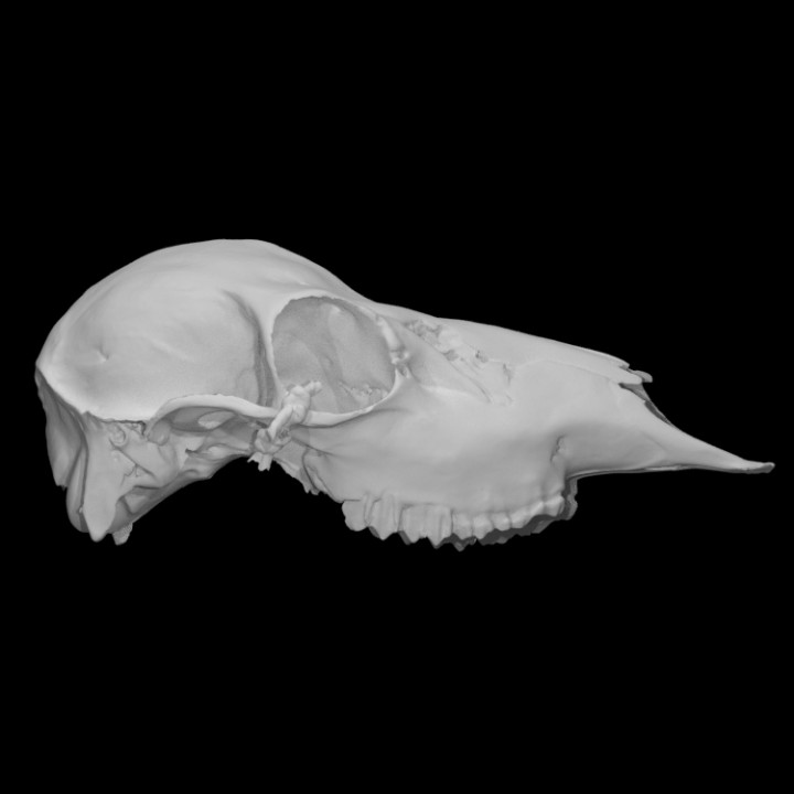 3D Printable European Fallow Deer specimen 01 : adult female by ...